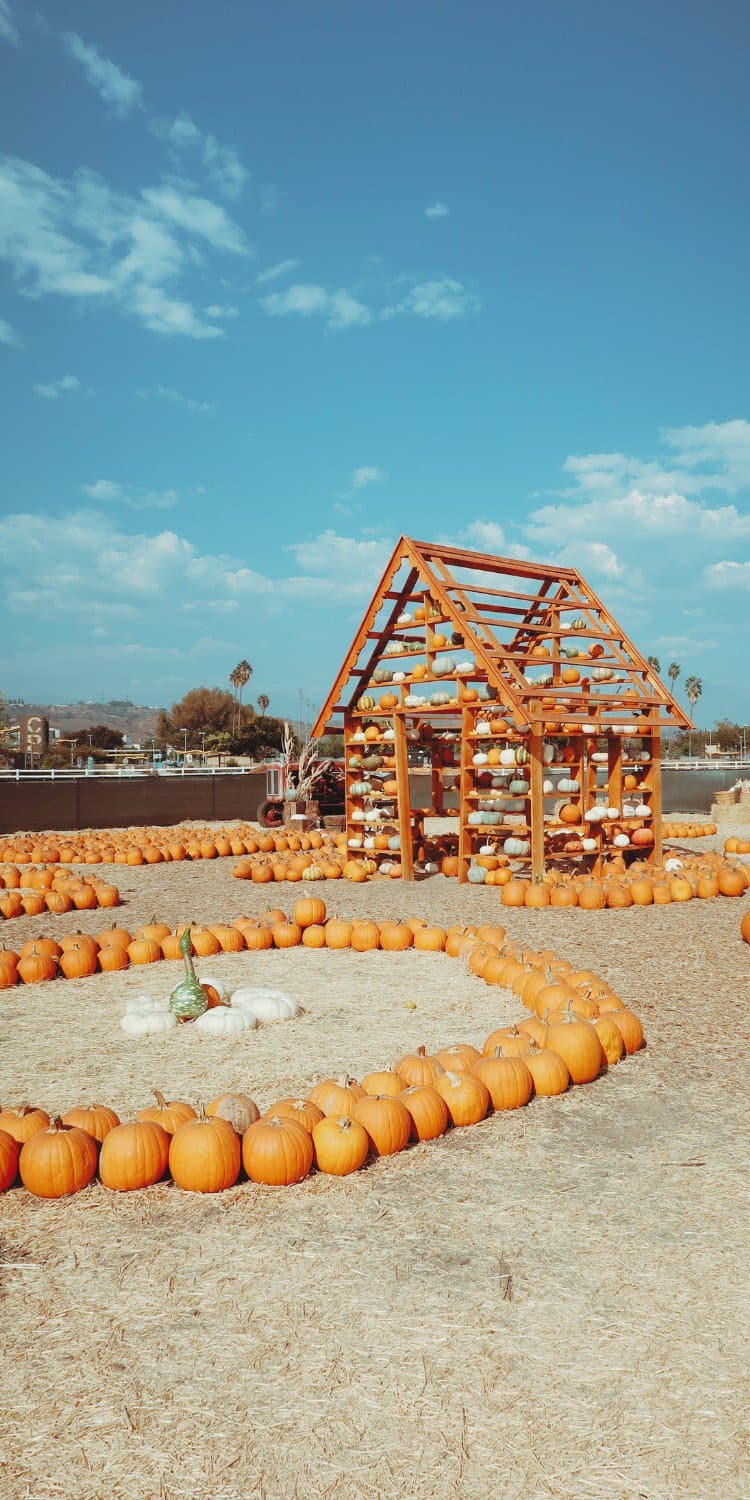 Fall Aesthetic Plus 10 Ways To Get In the Mood for Fall - Shannon Torrens