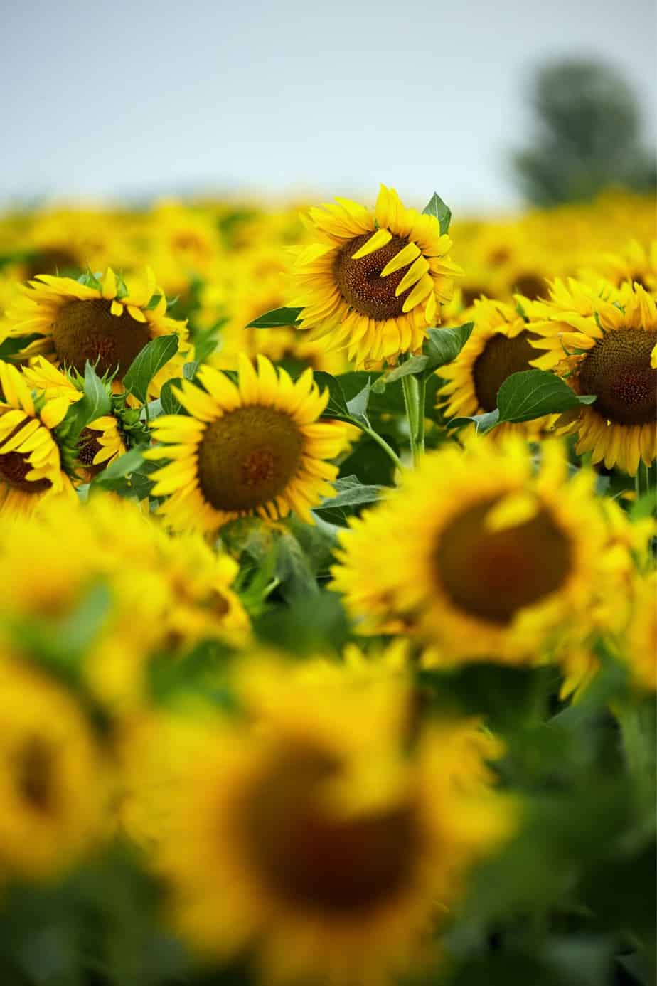 Spring Aesthetic Plus 12 Ways to get in the Mood For Spring - Shannon ...