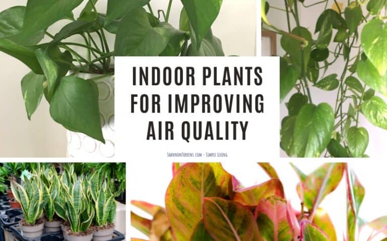 Indoor Plants for Improving Air Quality - Shannon Torrens