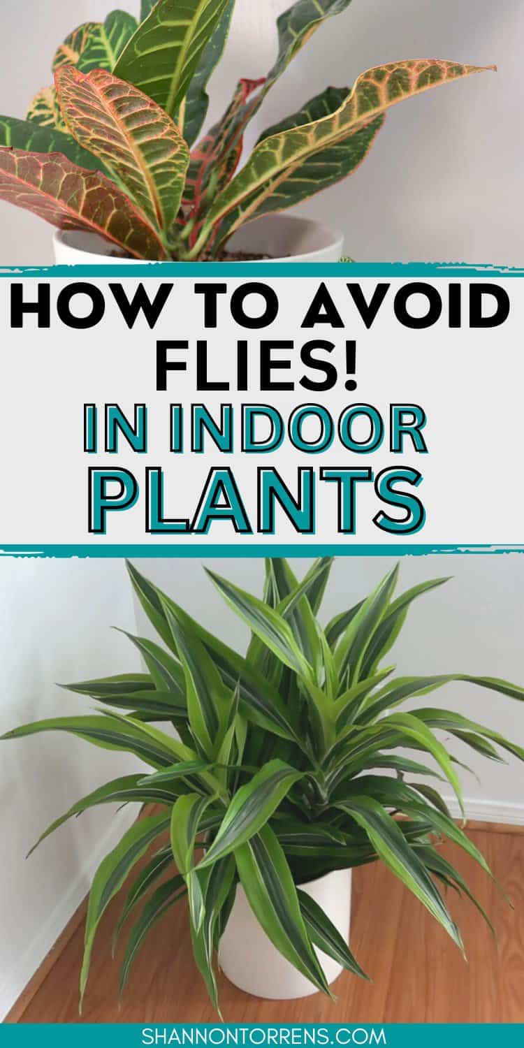How to Avoid Flies in Indoor Plants - Shannon Torrens