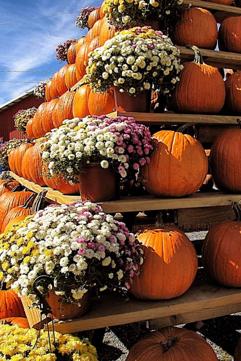 Fall Pumpkin Patch Aesthetic - Shannon Torrens