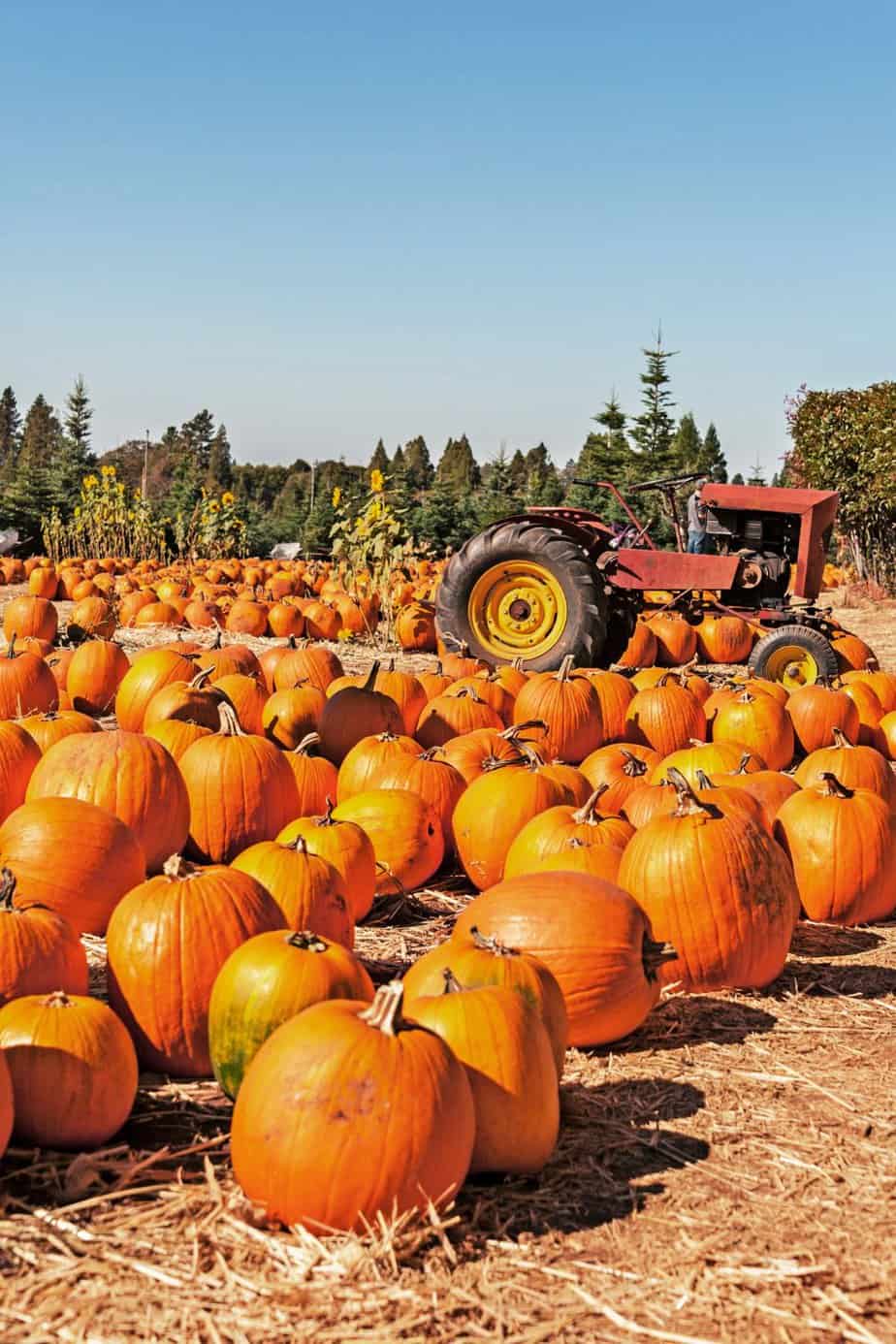 Fall Pumpkin Patch Aesthetic - Shannon Torrens