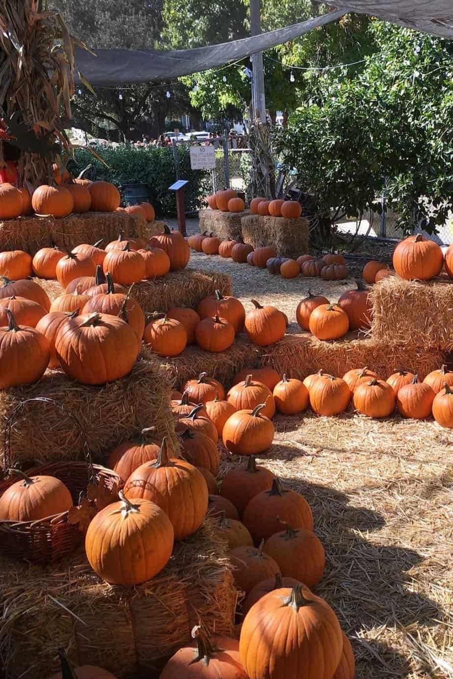 October Bucket List Ideas - Shannon Torrens